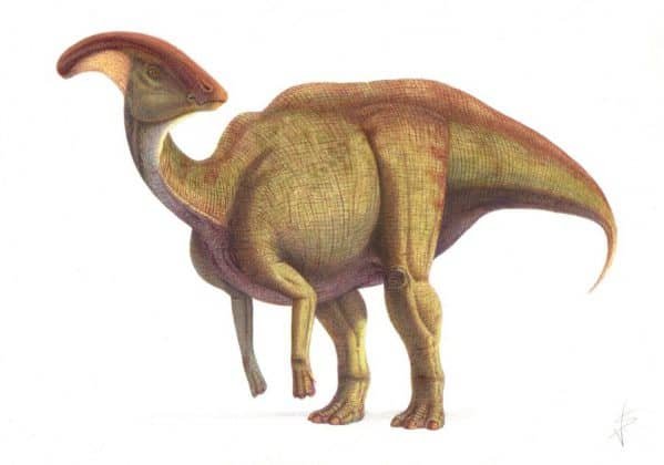 Parasaurolophus - Facts and Pictures