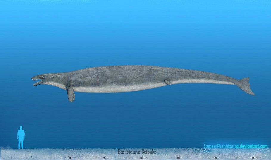 Basilosaurus Por Sameerprehistorica En Basilosaurus ARK: Survival