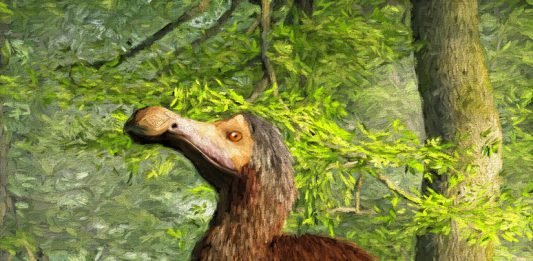 Terror Bird - Facts and Pictures