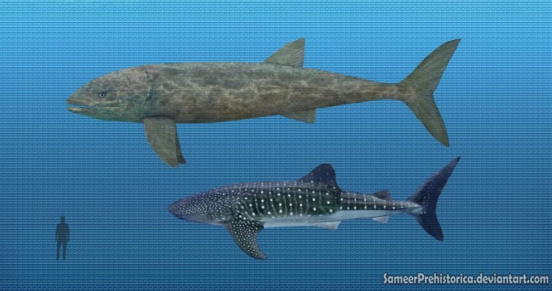 Leedsichthys - Facts and Pictures