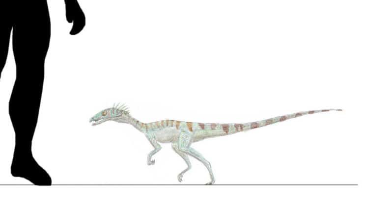 Procompsognathus - Facts and Pictures
