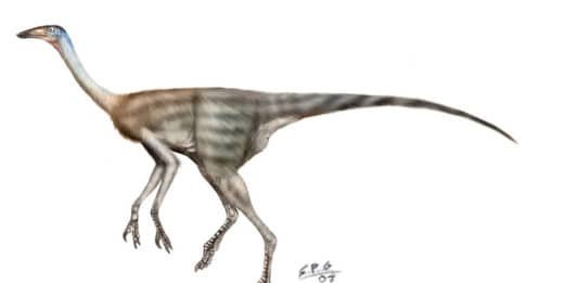 Dinosaurs - Pictures and Facts