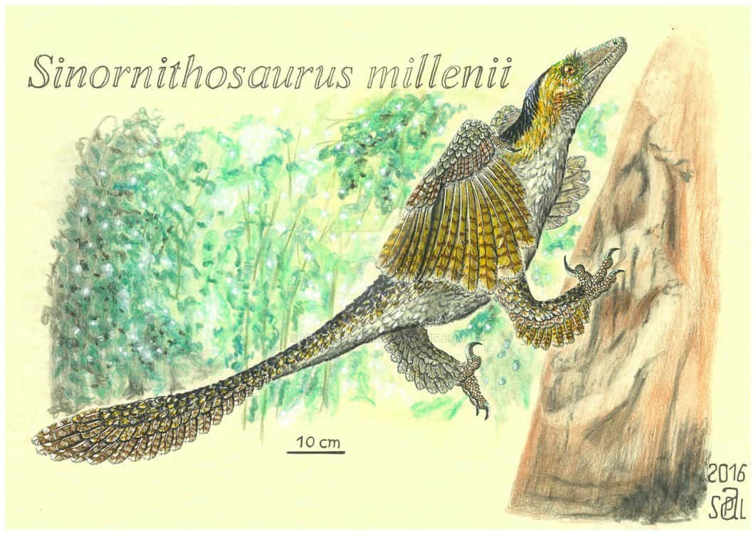 Sinornithosaurus Size