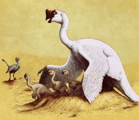 Citipati - Facts and Pictures